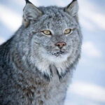 Banff: Winter Wilderness Walk with Wildlife Tracking - 2hrs - The Experience in Detail