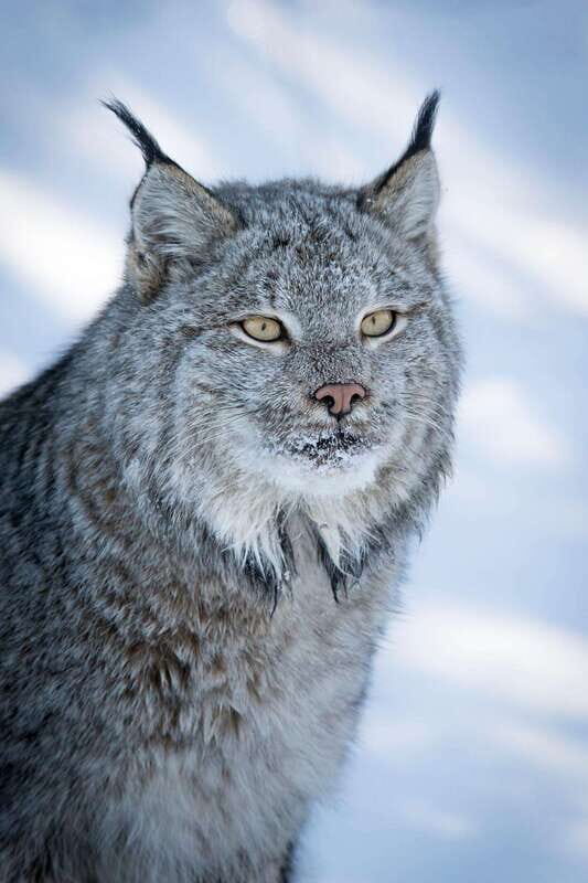 Banff: Winter Wilderness Walk with Wildlife Tracking - 2hrs - The Experience in Detail