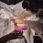 Bangkok: Aperitivo Free-Flow Alcohol at W Lounge - Breakdown of the Experience
