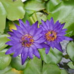 Bangkok: Canal Village Tour with EV Boat & Lunch - What We Like Most