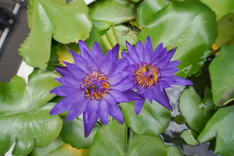 Bangkok: Canal Village Tour with EV Boat & Lunch - What We Like Most