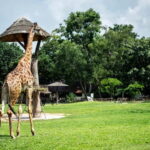 Bangkok/Pattaya: Khao Kheow Zoo Private Tour with Pickup - The Itinerary and What to Expect