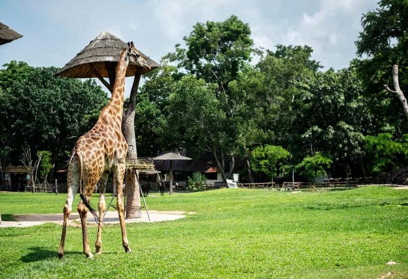 Bangkok/Pattaya: Khao Kheow Zoo Private Tour with Pickup - The Itinerary and What to Expect