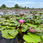 Bangkok: Red Lotus Pond & Thonburi Market - Who Is This Tour Best For?