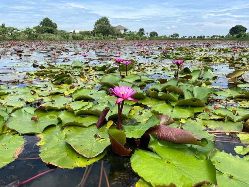 Bangkok: Red Lotus Pond & Thonburi Market - Who Is This Tour Best For?