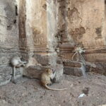 Bangkok to Ayutthaya Lopburi Monkey Temple, Largest Buddha Tour - Real Traveler Insights and Practical Tips