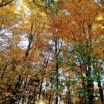 Bar Harbor: Acadia National Park Autumn Leaf Private Tour - The Itinerary and Highlights