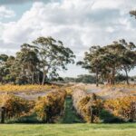 Barossa Valley: Canape and Wine Pairing at Lambert Estate - The Wines and Canapés: A Closer Look