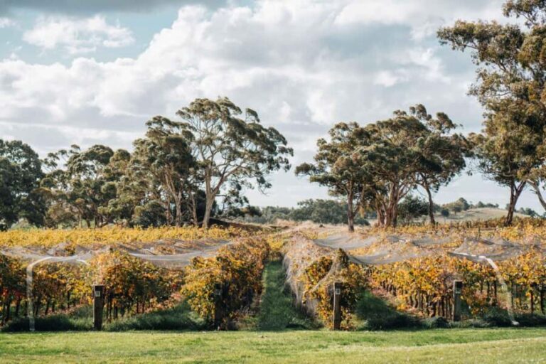 Barossa Valley: Canape and Wine Pairing at Lambert Estate - The Wines and Canapés: A Closer Look