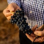 Barossa Valley Wine Tour Tastings and Lunch Included - Who Will Appreciate This Tour?