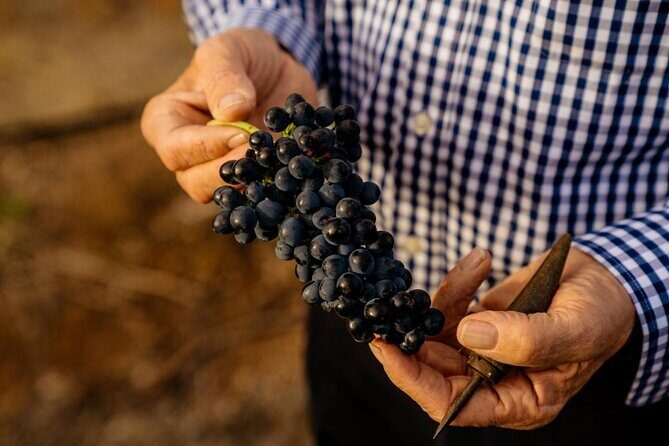 Barossa Valley Wine Tour Tastings and Lunch Included - Who Will Appreciate This Tour?