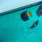Basic Marietas Islands Tour Snorkeling Playa Nopalera and more - The Group Size and Atmosphere