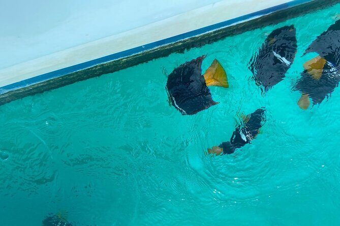 Basic Marietas Islands Tour Snorkeling Playa Nopalera and more - The Group Size and Atmosphere