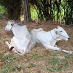 Battambang One Day & Half Tour - What Does the Tour Really Offer?