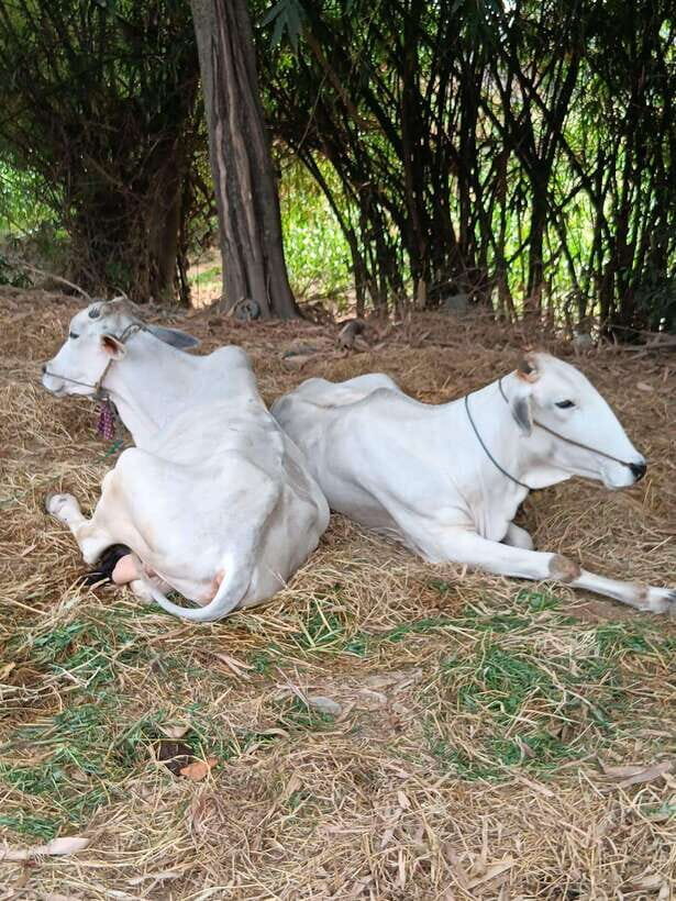 Battambang One Day & Half Tour - What Does the Tour Really Offer?