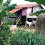 Battambang Private afternoon tour bamboo train bat cave & village - Who Should Consider This Tour?