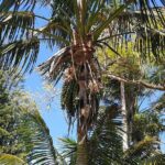 Bauntis Farm and Industry Tour in Norfolk Island - What Travelers Are Saying and What to Consider