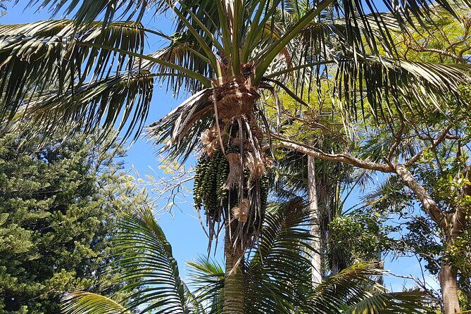 Bauntis Farm and Industry Tour in Norfolk Island - What Travelers Are Saying and What to Consider