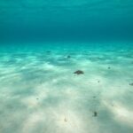 Bavarian Fiesta Snorkel Activity in Glass Bottom Boat at San Miguel de Cozumel - What Makes This Tour Stand Out?