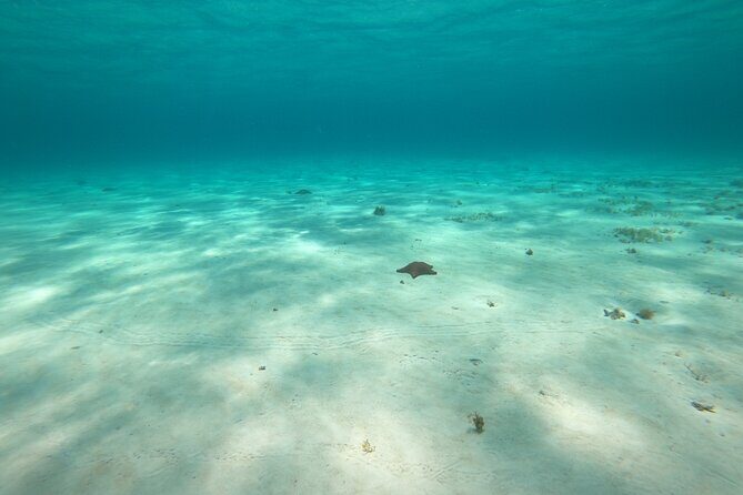 Bavarian Fiesta Snorkel Activity in Glass Bottom Boat at San Miguel de Cozumel - What Makes This Tour Stand Out?