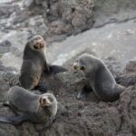 Bay of Islands: Discover the Bay Cruise with Island Lunch - Exploring the Itinerary: What to Expect When You Board