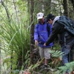 Bay of Islands Shore Excursion: Puketi Rainforest Guided Walk - Evaluating the Experience: Value and Practicalities