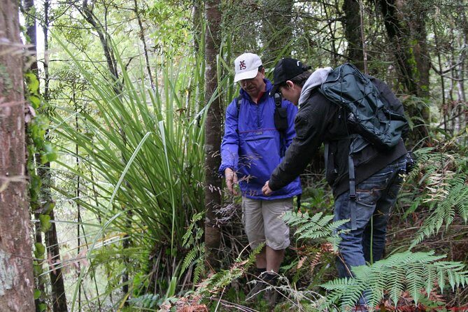 Bay of Islands Shore Excursion: Puketi Rainforest Guided Walk - Evaluating the Experience: Value and Practicalities