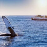 Bay trip and the Arch of Cabo San Lucas - The Itinerary Breakdown: What Youll See and Do
