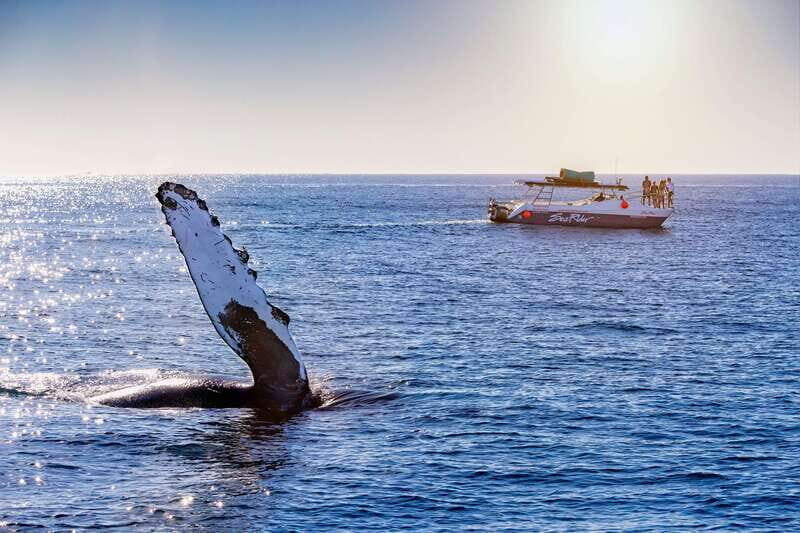 Bay trip and the Arch of Cabo San Lucas - The Itinerary Breakdown: What Youll See and Do