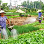 Be a Famer in Tra Que Vegetable Village and lantern making experiences day trip - Detailed Breakdown of the Itinerary