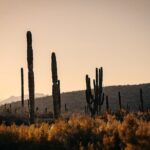 Beach and Desert Scenic Horseback Ride in Baja California Sur - Who Should Consider This Tour?