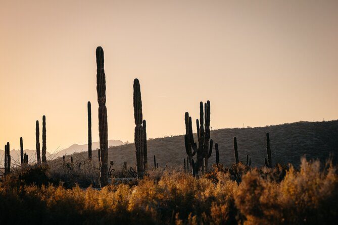 Beach and Desert Scenic Horseback Ride in Baja California Sur - Who Should Consider This Tour?