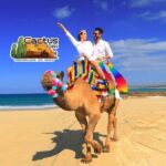 Beach Camel Ride & Encounter in Cabo - The Detailed Itinerary
