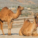 Beach Camel Ride & Encounter in Cabo by Cactus tours park - An honest look at this Cabo adventure