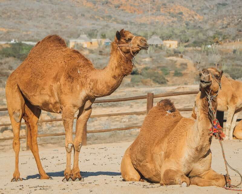 Beach Camel Ride & Encounter in Cabo by Cactus tours park - An honest look at this Cabo adventure