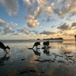 Beach Sunrise with the Wallabies - Why This Tour Offers Real Value