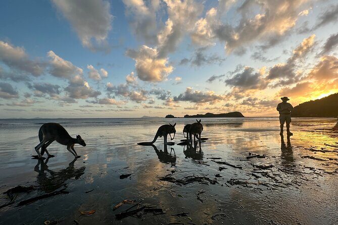 Beach Sunrise with the Wallabies - Why This Tour Offers Real Value