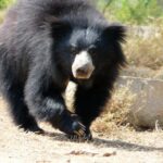 Bear Rescue Center and Wonderful Taj Mahal - Stop 3: Exploring Agra Fort and Rehabilitation Work