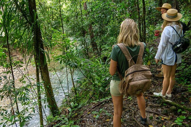 Beautiful Daintree Waterfall Walk, Magical Swim & Heavenly Lunch - Logistics, Pricing, and Overall Value