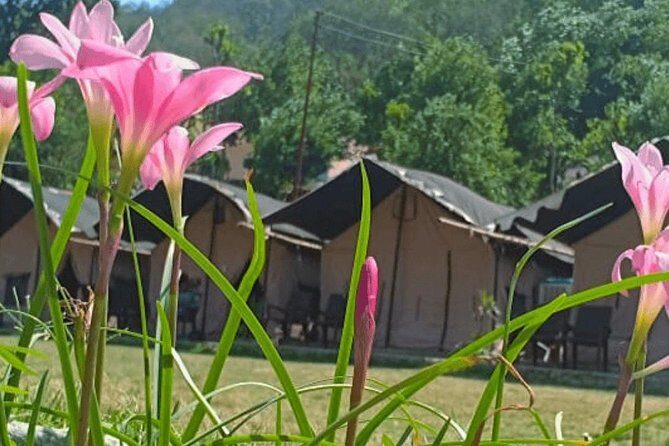 Beautiful Swiss Camping Experience in Rishikesh with Rafting - The Scenic Drive to Adventure