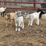 Become a Ranch Hand for a Day in Fredericksburg - Practicalities & Tips