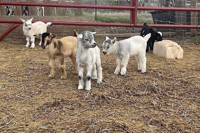 Become a Ranch Hand for a Day in Fredericksburg - Practicalities & Tips