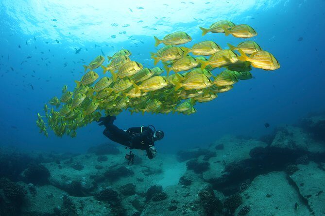 Beginner Scuba Diving in Cabo San Lucas - Frequently Asked Questions