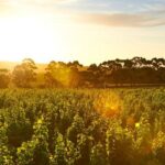Behind The Scenes Tour with Food & Wine Pairing - What Youll See and Do