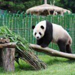 Beijing Historical Tour II including Summer Palace, Lama Temple & Panda Garden - Final Thoughts: Is This Tour Right for You?