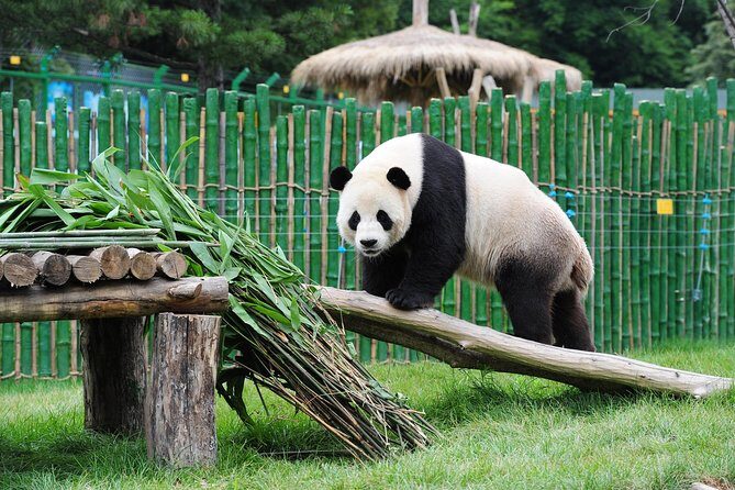 Beijing Historical Tour II including Summer Palace, Lama Temple & Panda Garden - Final Thoughts: Is This Tour Right for You?