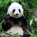 Beijing: Summer Palace and Panda House Guided Tour - Why This Tour Offers Value