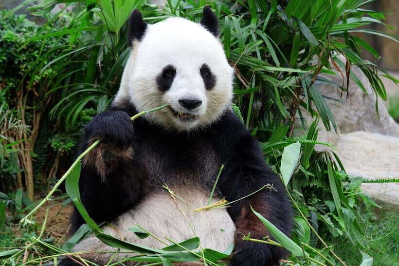 Beijing: Summer Palace and Panda House Guided Tour - Why This Tour Offers Value