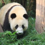 Beijing: The Beijing Zoo Entry Ticket with Pandas - Practicalities and Tips for Visiting