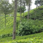 Bentota/Kalutara/Hikkaduwa: Day Trip to Ella Highlands - The Journey Begins: From Coastal Resorts to the Highlands